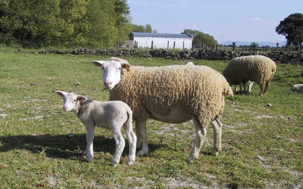 Modelo de producción europeo – Beef & Lamb