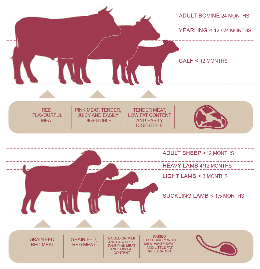About Us – Beef & Lamb